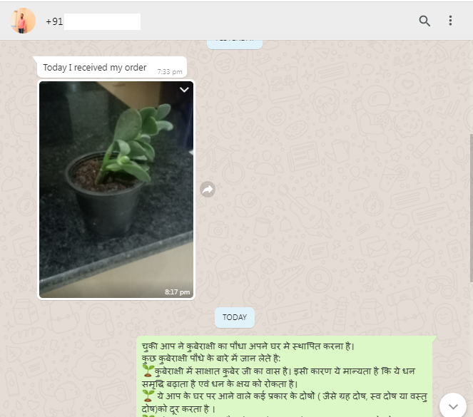 kuberakshi plant | Lucky money plant for Wealth and prosperity
