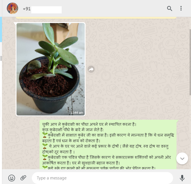 kuberakshi plant | Lucky money plant for Wealth and prosperity