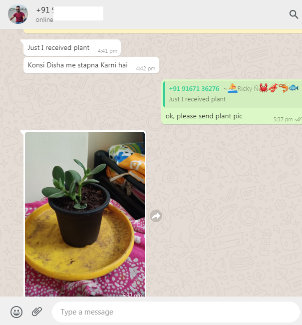 kuberakshi plant | Lucky money plant for Wealth and prosperity
