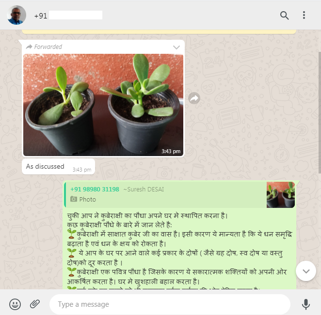 kuberakshi plant | Lucky money plant for Wealth and prosperity